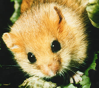 Dormouse