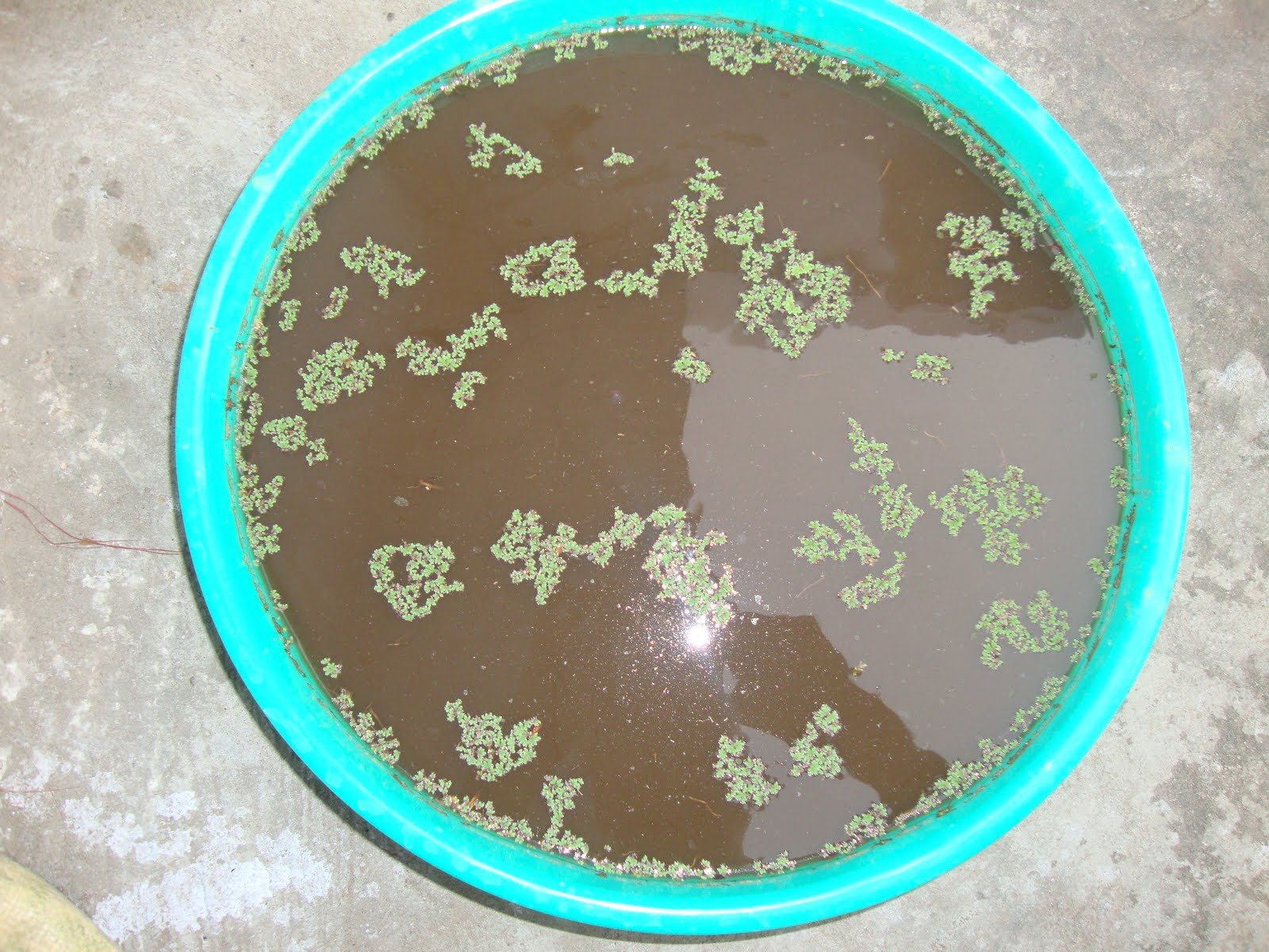 azolla as cattle feed: Three month pilot project on "azolla as cattle ...