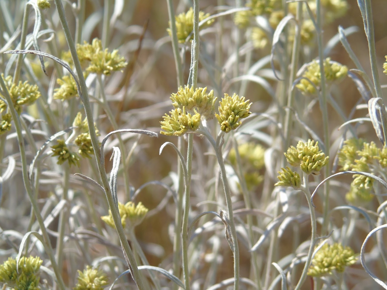 Marcela [Achyrocline satureioides (Lam.) DC.] | A planta da vez