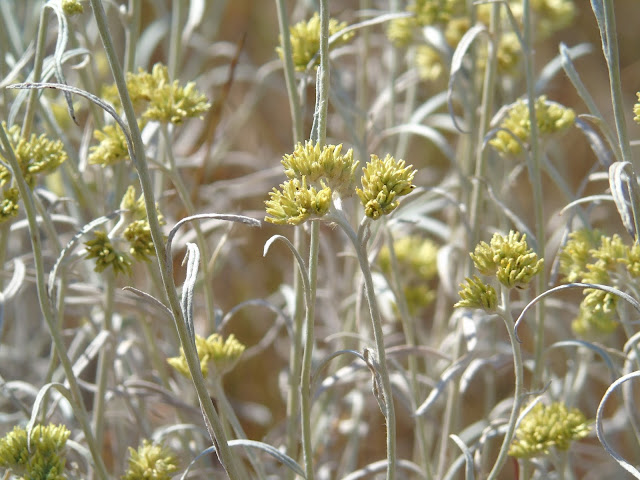 Marcela [Achyrocline satureioides (Lam.) DC.] | A planta da vez
