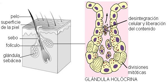 Glándulas y partes de Folículo Capilar