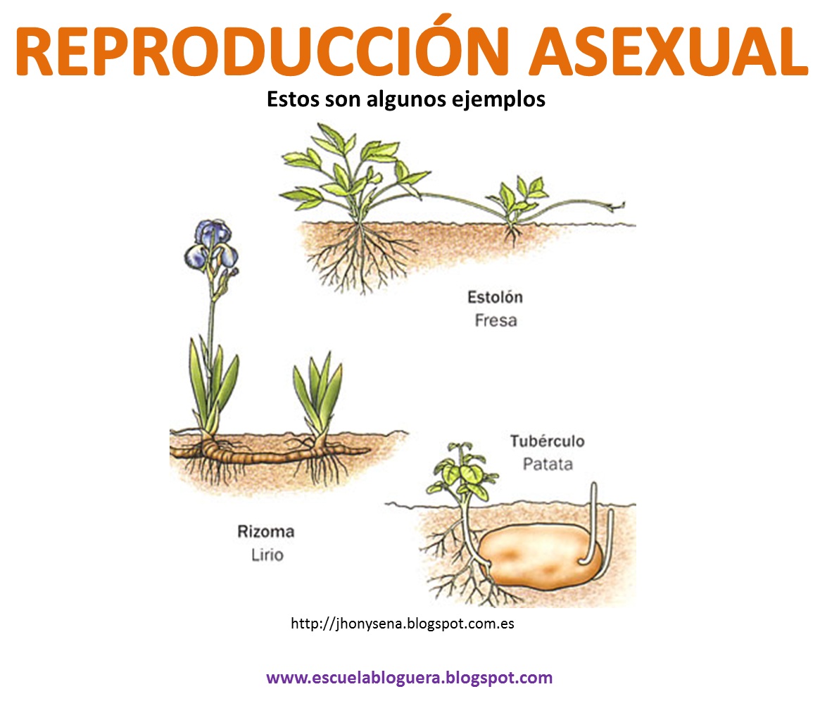 Reproducción Sexual y Asexual