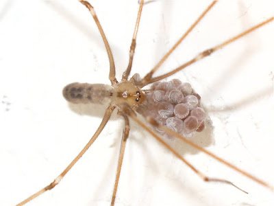 BugBlog: Pholcidae: cellar spiders