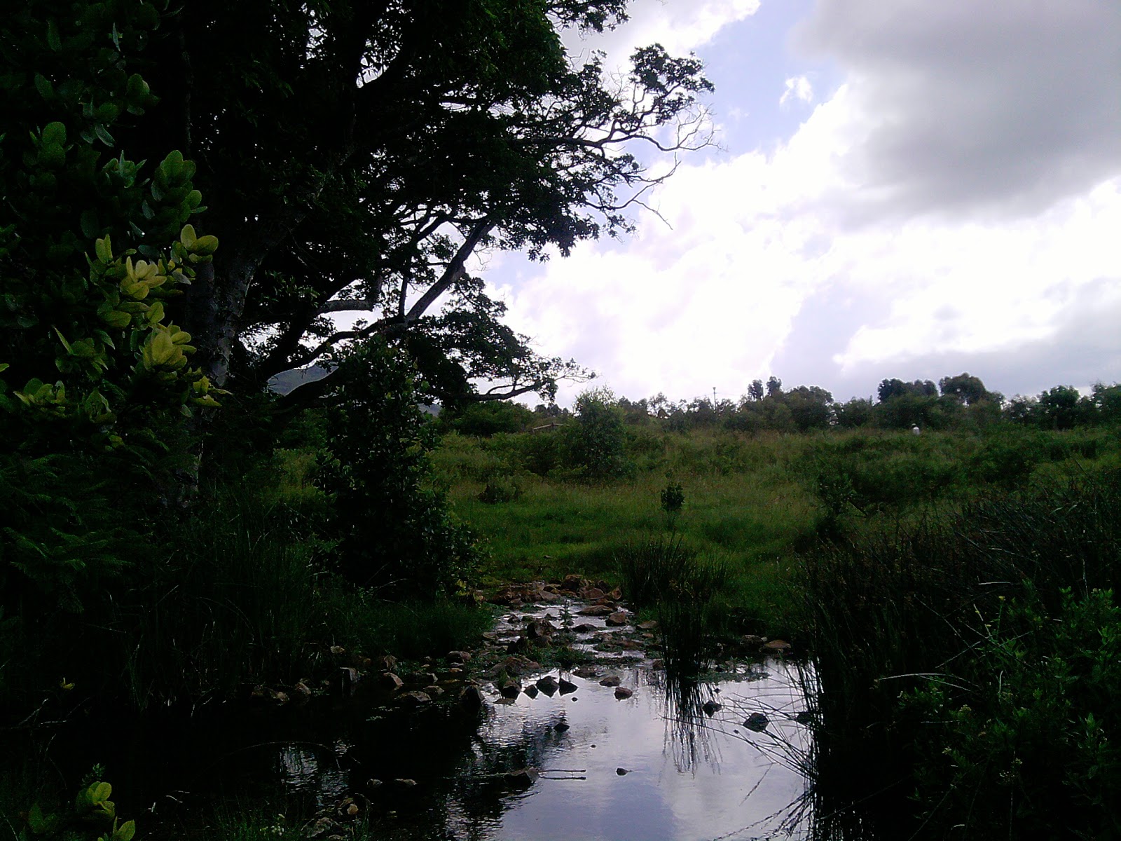 Matibidi Our Home: MATIBIDI OUR HOME: KADISHI WETLAND AND RIVER