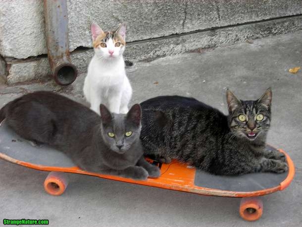 22 Of The Most Totally Extreme (And Adorable) Skateboarding Animals