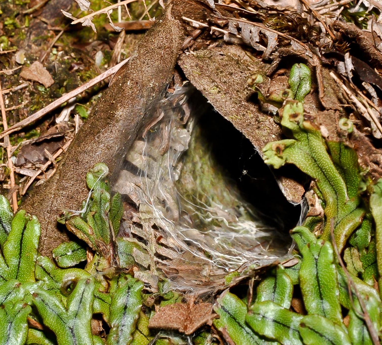 Zoologist (Ahli Zoologi): Bukit Fraser: Labah-labah besar