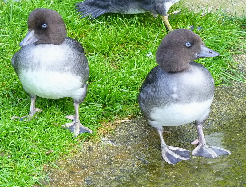 Birding For Pleasure: Duckery At Castle Espie