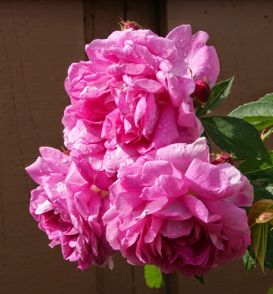 Organic Garden Dreams: Some more from the Rose Spring Flush
