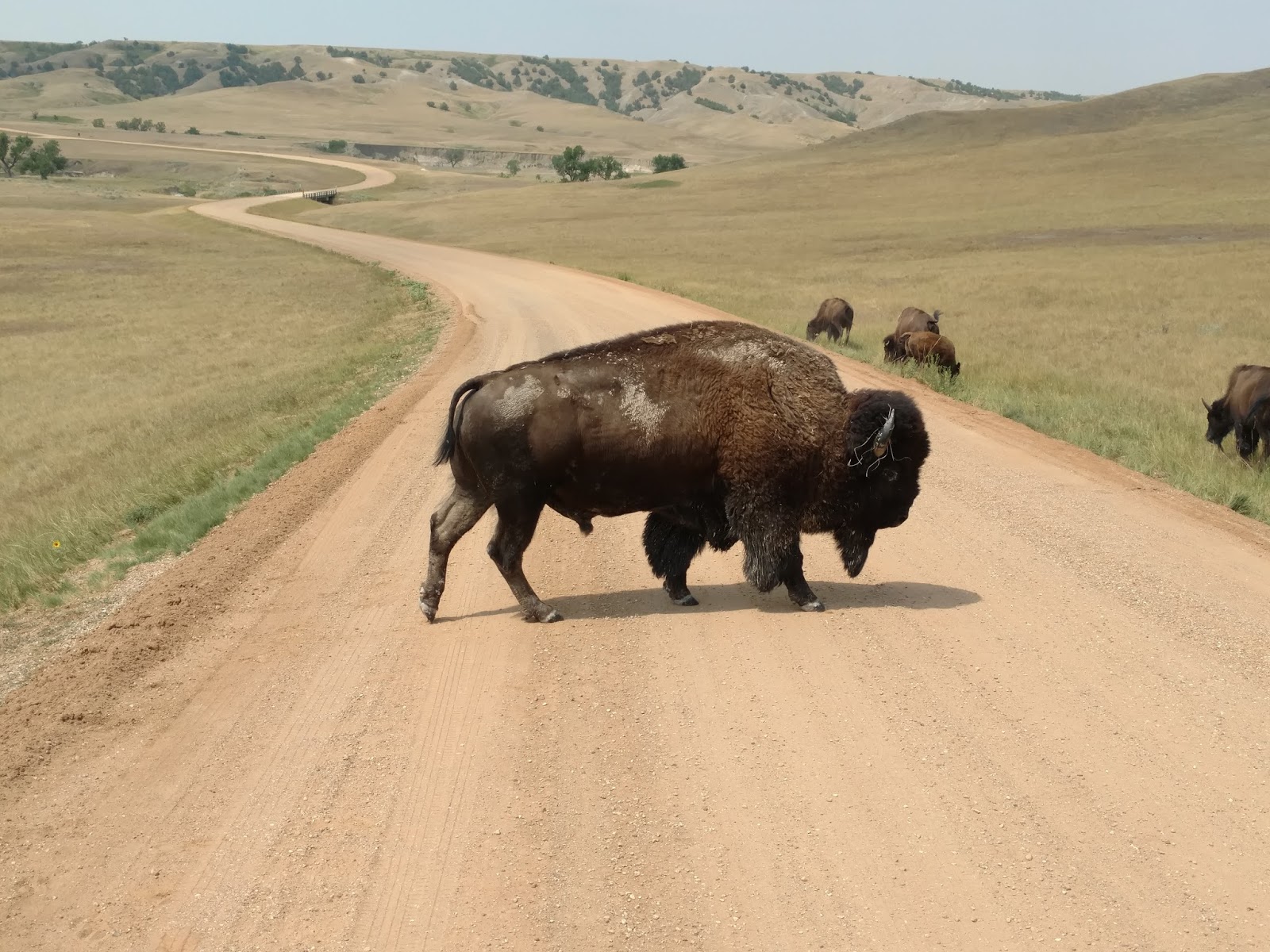 Cross Country Trip 2017: The Prairie and Bison