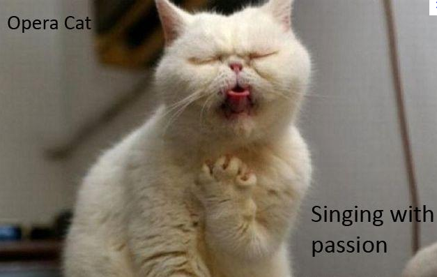 Singing Cats that will make you Smile | Super Meow Meow