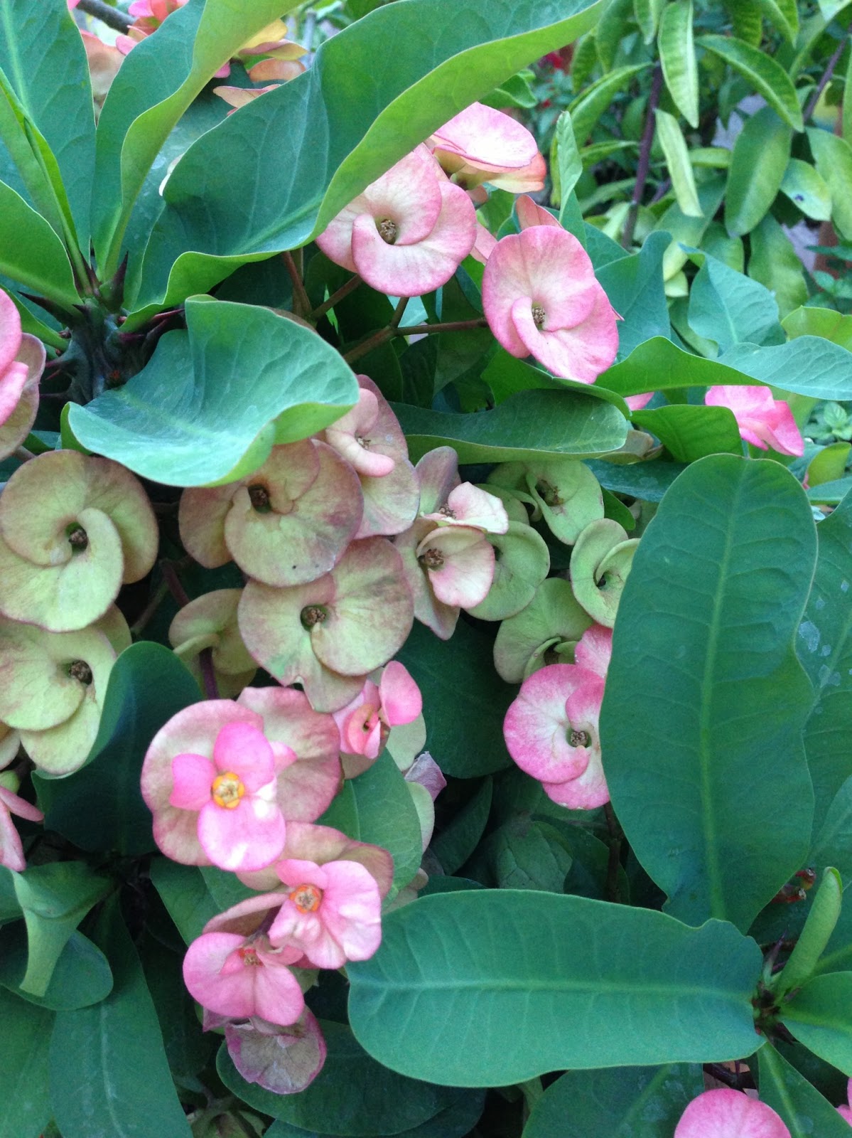A Student Gardener: MEXICO VACATION FLOWERS