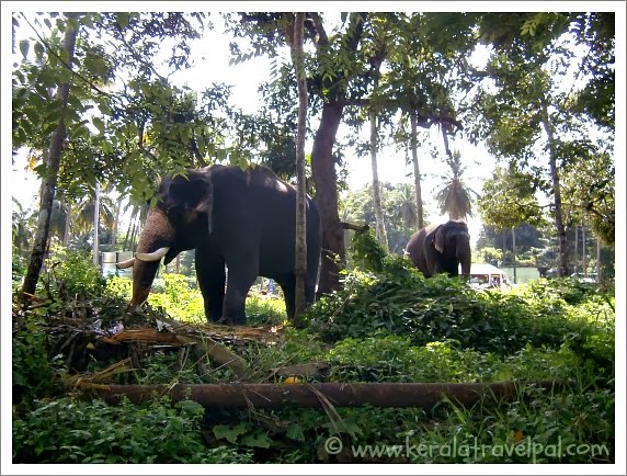 Kerala Travel Pal Picture Blog: Guruvayoor anathavalam - the elephant ...