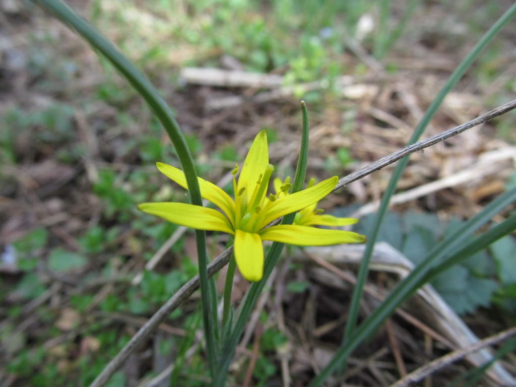 csabis09: Erdei terepszemle