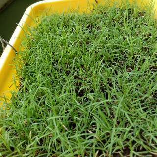 PUSAT BIJI RUMPUT LAPANGAN SEPAK BOLA | AGEN BENIH RUMPUT GOLF | BIJI ...