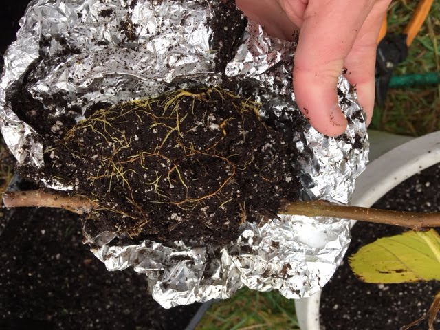 Mid-Atlantic Plant Research Center: Air layering a mulberry