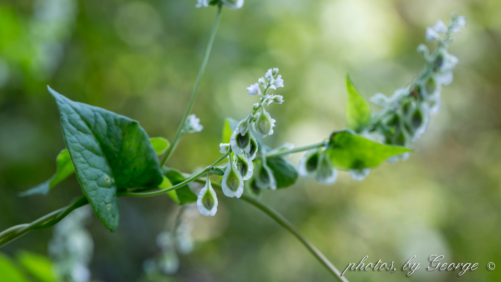 "What's Blooming Now" : Climbing False Buckwheat (Fallopia scandens)