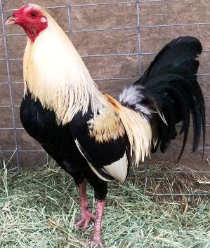 PARÁSITOS CORUCOS Y MAS PARÁSITOS