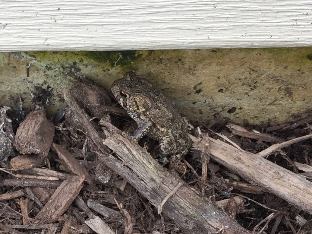 Identify American Toad and Northern Leopard Frog [Backyard Neophyte ...