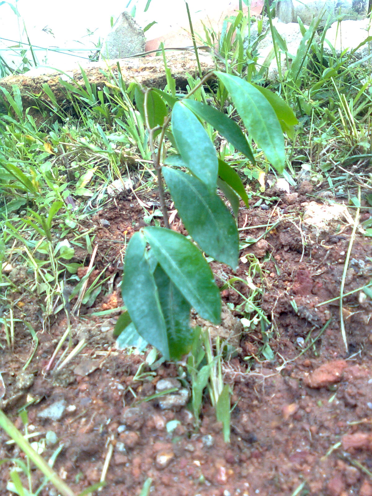 Top Inspirasi Pokok Ubat