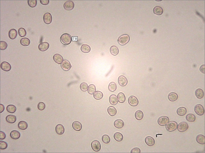 Misidentifying Fungi: 2018
