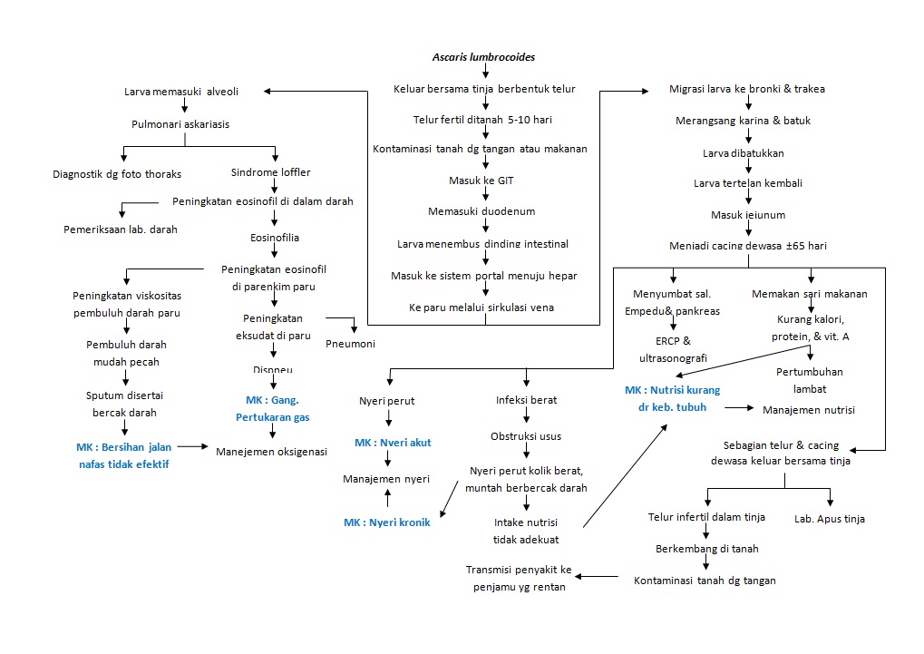 Materi kuliah Keperawatan UNIV kadiri: Pathway Ascariasis