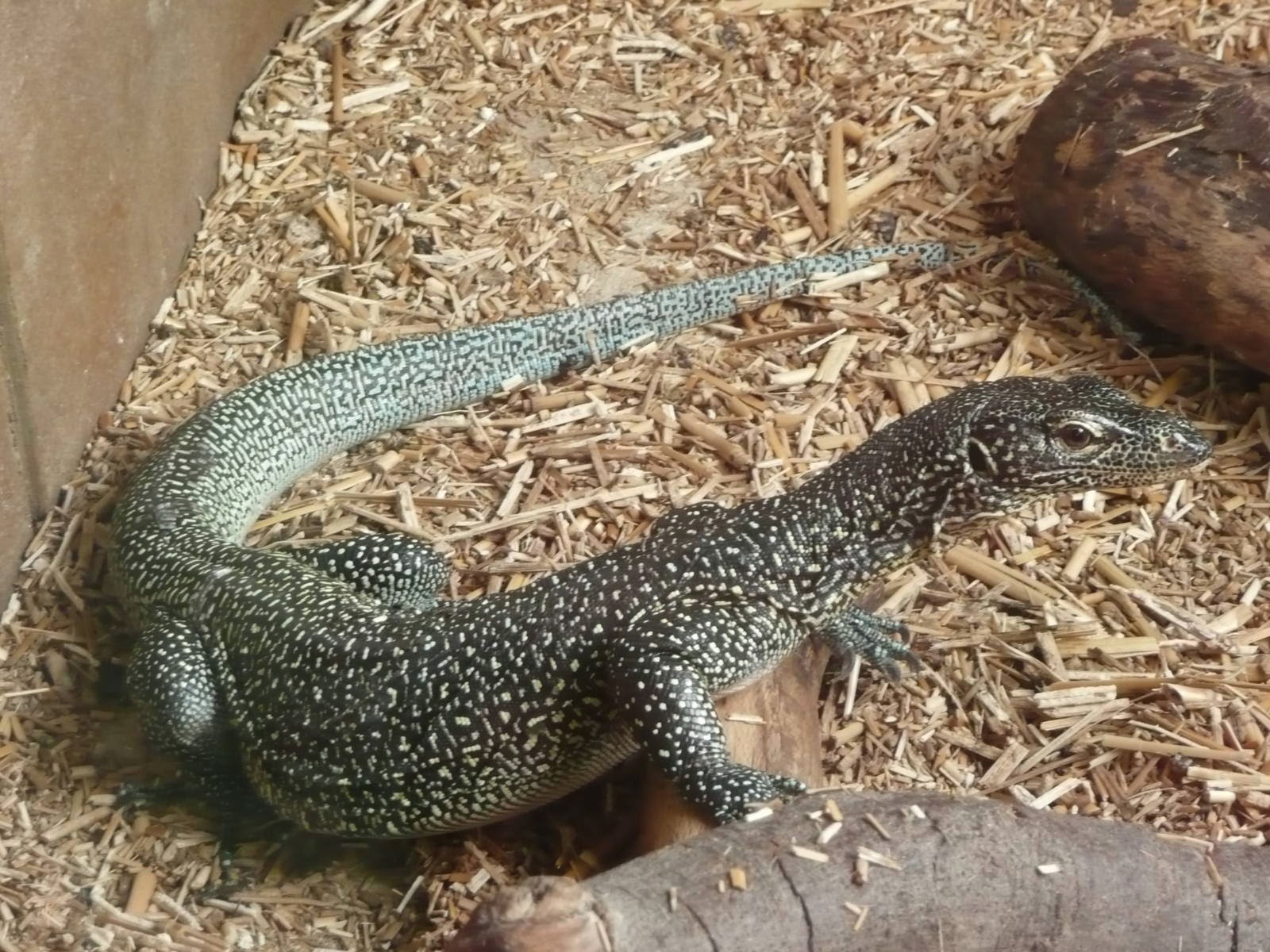 Jenis - jenis atau Macam - macam Varanidae / Varanus / Varanatic ...