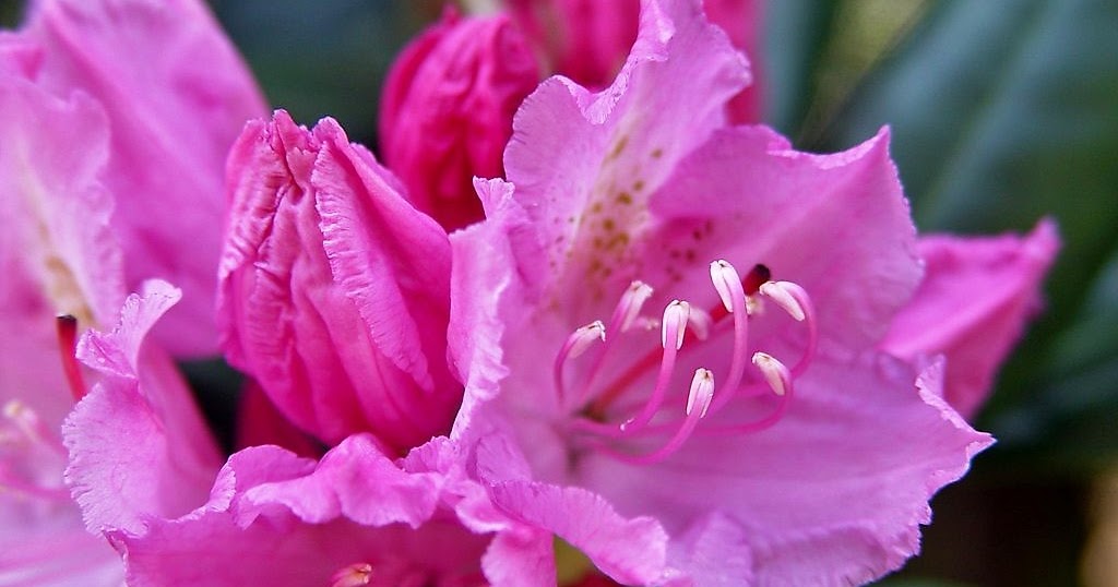 La Rioja de la A a la Z: RODODENDRO - Flor