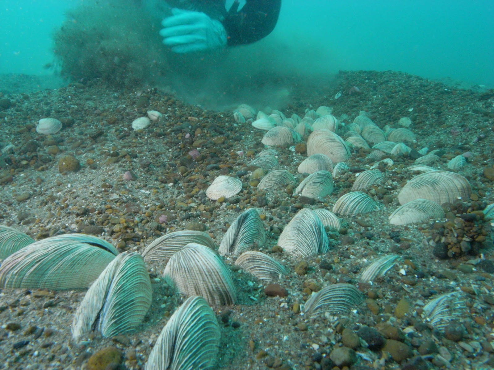 Fotografia Stephen Johnson, Imagenes Quilimbai: Pescando Almeja en el ...