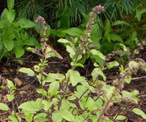 The Essential Herbal Blog: Herb Pastes - beyond delicious