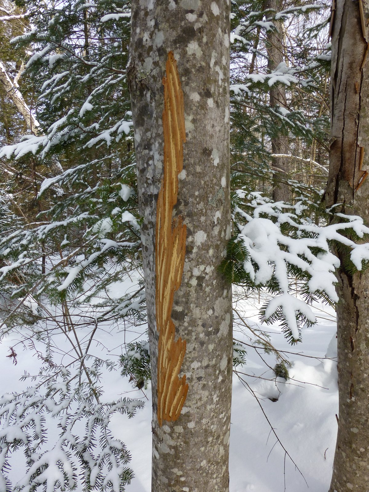 Off on Adventure: Hough Peak & My ADK Winter 46er Finish- 3/8/13