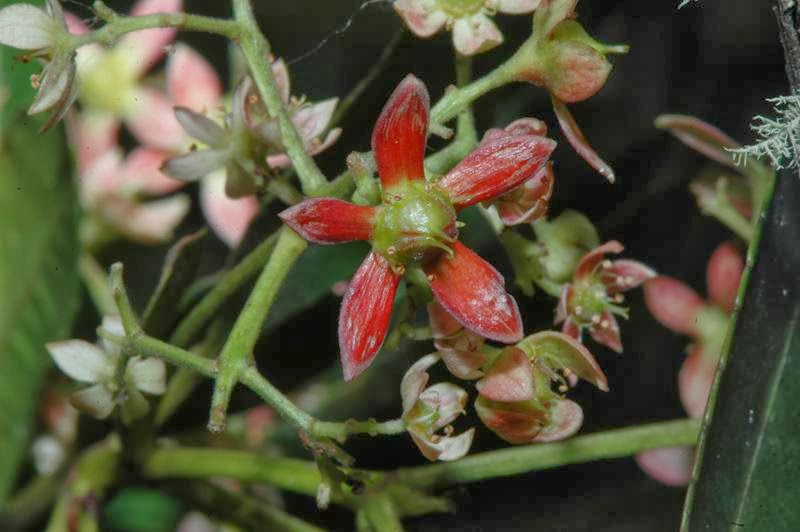 The Nature of Robertson: Coachwood trees offer fantastic display