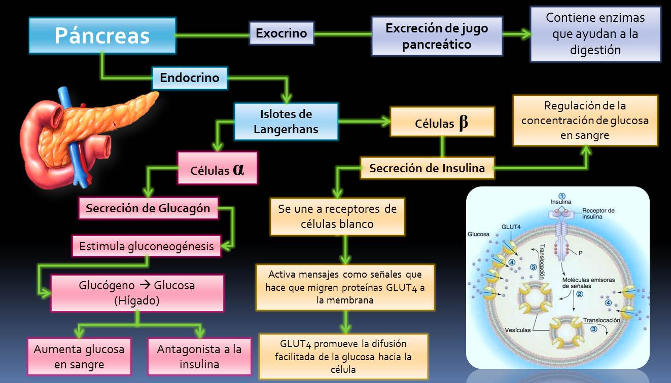 Partida- Fisiologia Humana Basica: Sistema Endocrino - Páncreas Partida- Fisiologia Humana Basica: Sistema Endocrino - Páncreas