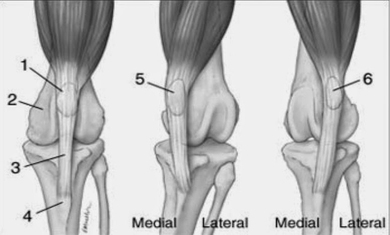 Clinica Veterinaria Torreblanca: LUXACIÓN DE RÓTULA