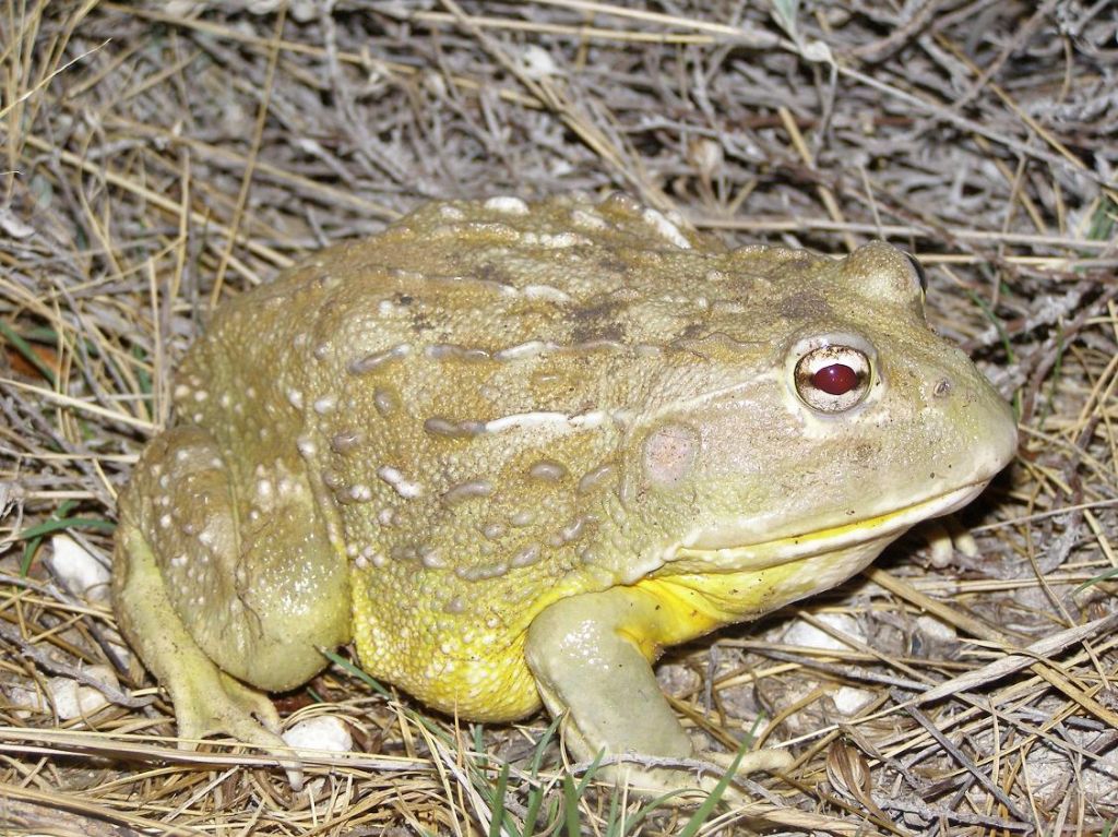 Hedgie's Nature Journal : February 2016