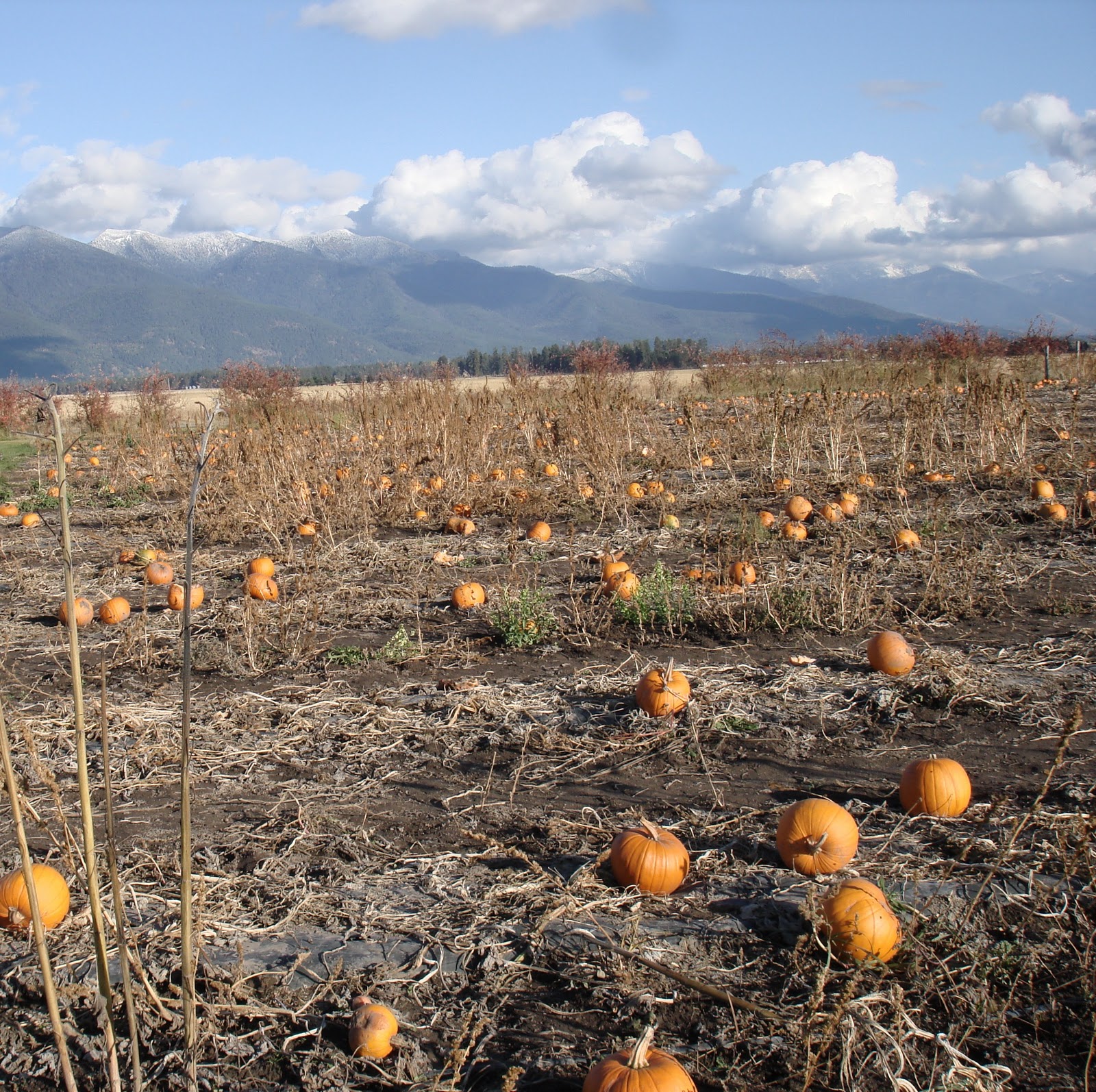 Clan of the Mountaindreamers: Saturday Harvest