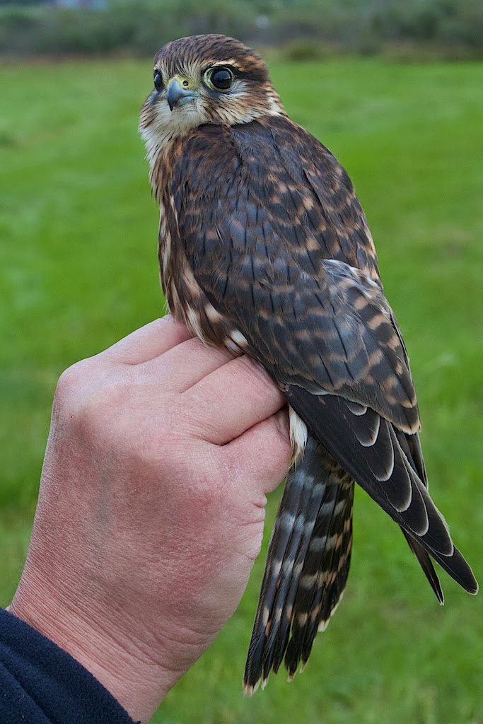 Charlie Sargent's bird ringing: Hoody Heartache saved by Merlin's Magic