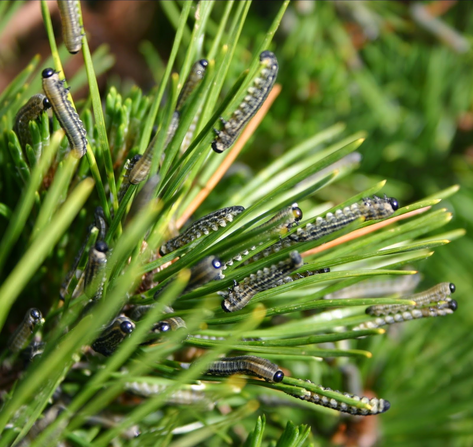 My Temple of Nature: Pests Everywhere!