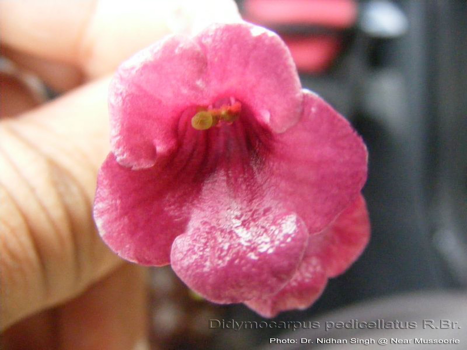 Medicinal Plants: Didymocarpus pedicellatus