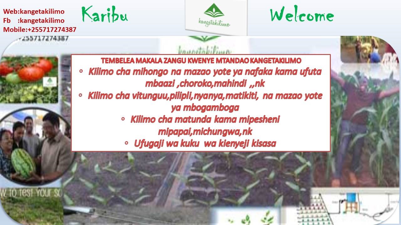Kangetakilimo: KILIMO CHA MIHOGO na KANGETA KILIMO