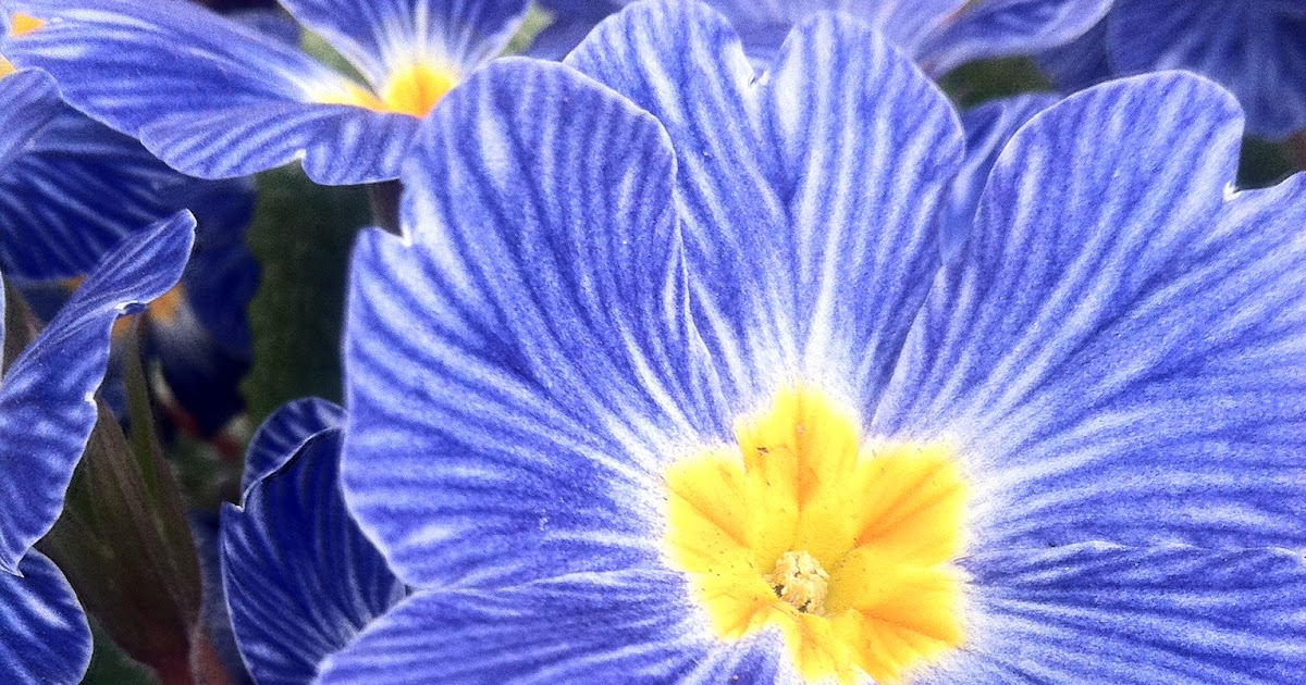 The Impulsive Gardener: Meringue Roulade with Peach-Poached Raspberries ...