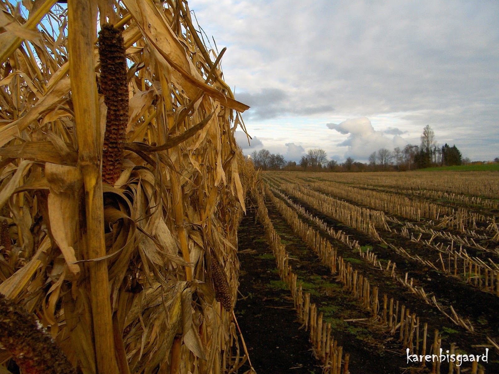 Karen`s Nature Photography: Maize Plants Left Behind in Harvested Stub ...