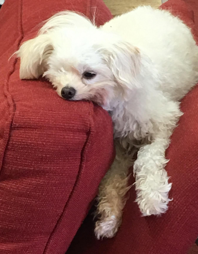 Sew in Love {with Fabric}: Joey: The Most Famous Dog in Quilting