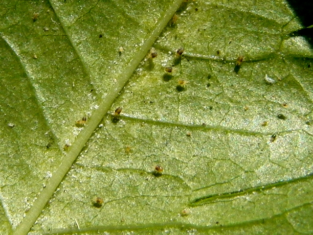 VILLENATURA: Tetranychus urticae