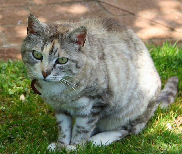 Australian Mist Cat | Cute Cats