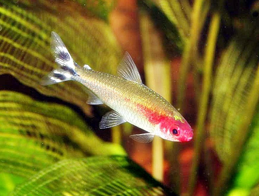 Ikan red nose tetra - Akuarium Ikan Hias