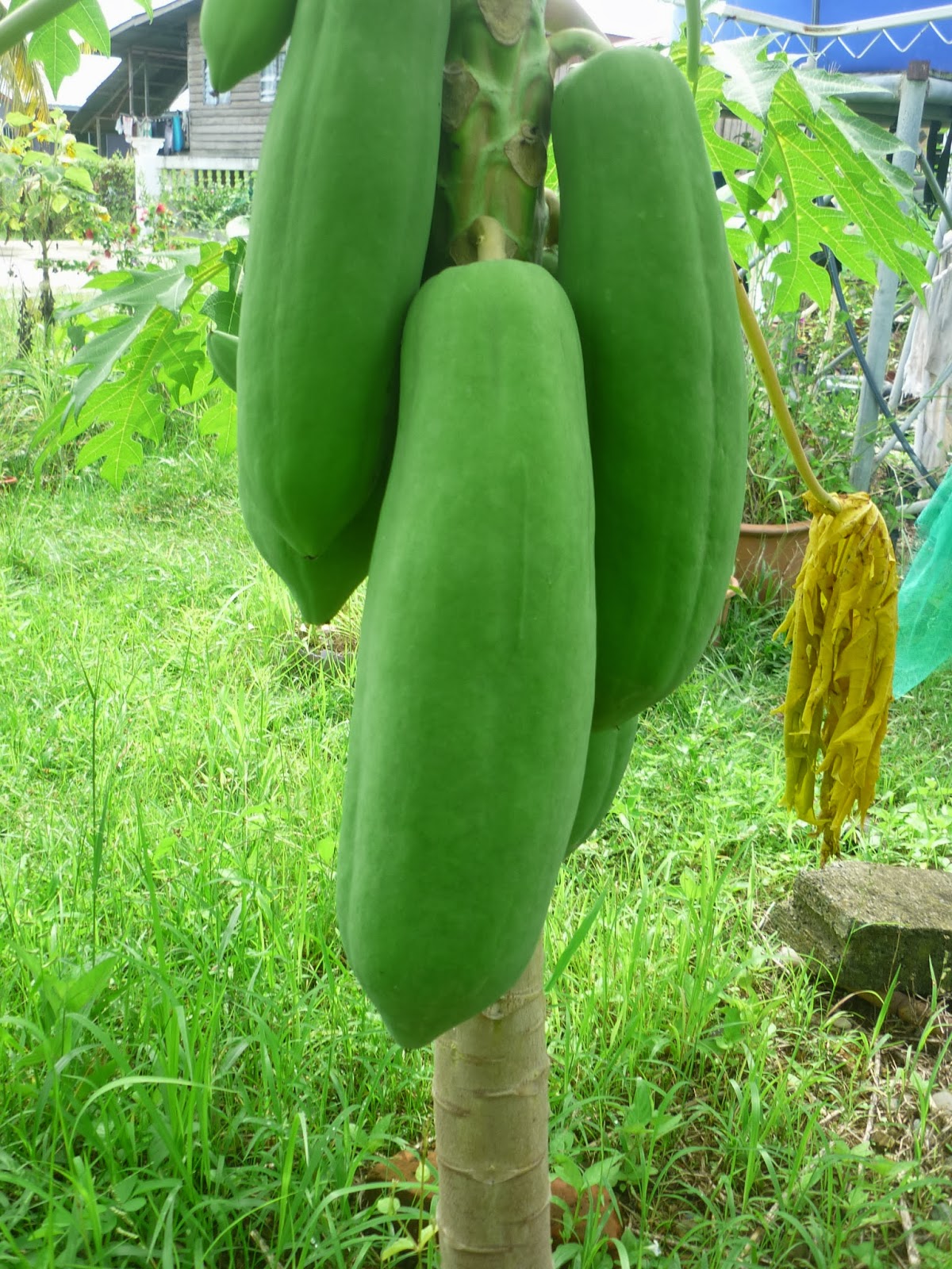 Disini dalam lingkaran ini: Betik Elbino