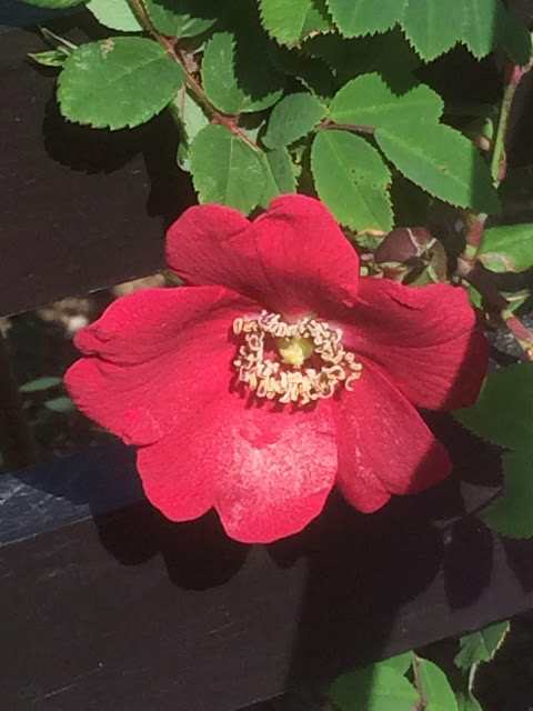 Hagedrømmer: juli 2018