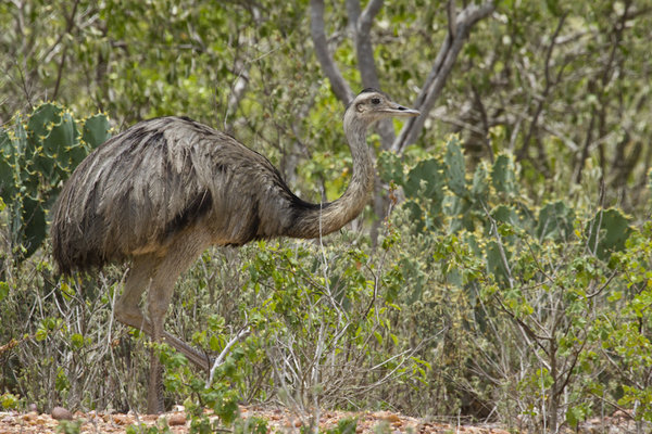 AVES DO BRASIL EM HAIKAI: Ema