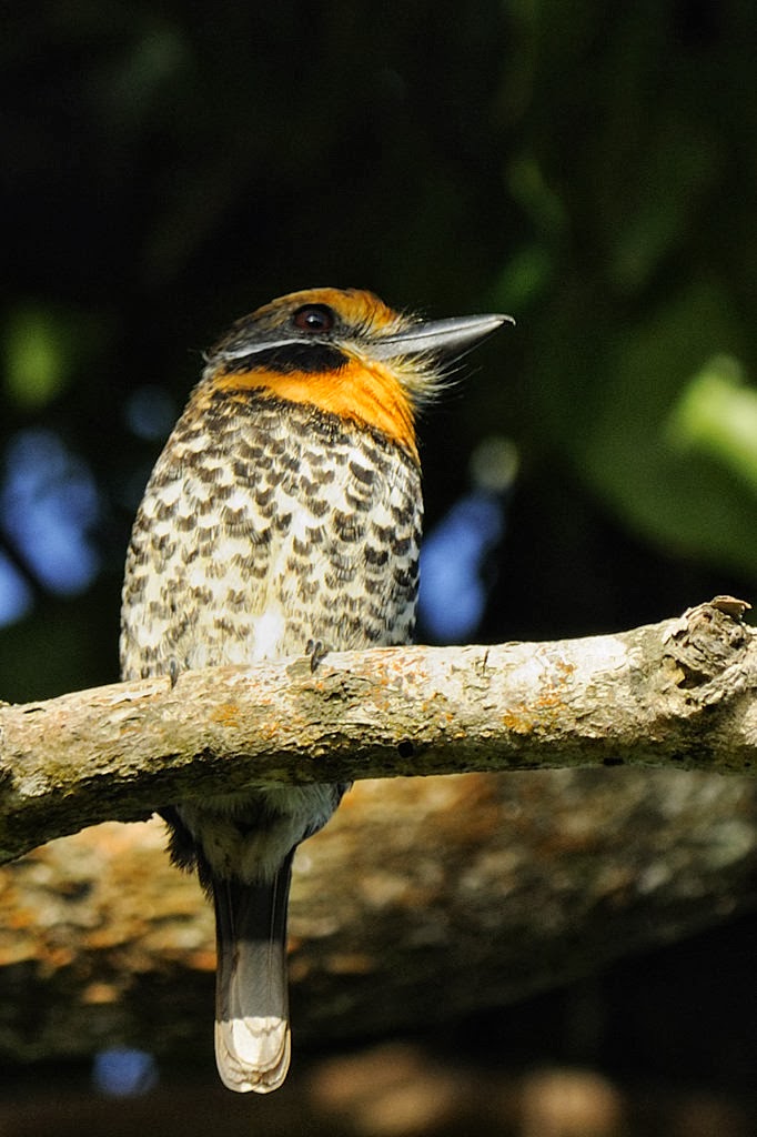 Tierra de tucanes y pájaros carpinteros: Buco moteado (Nystactes tamatia)