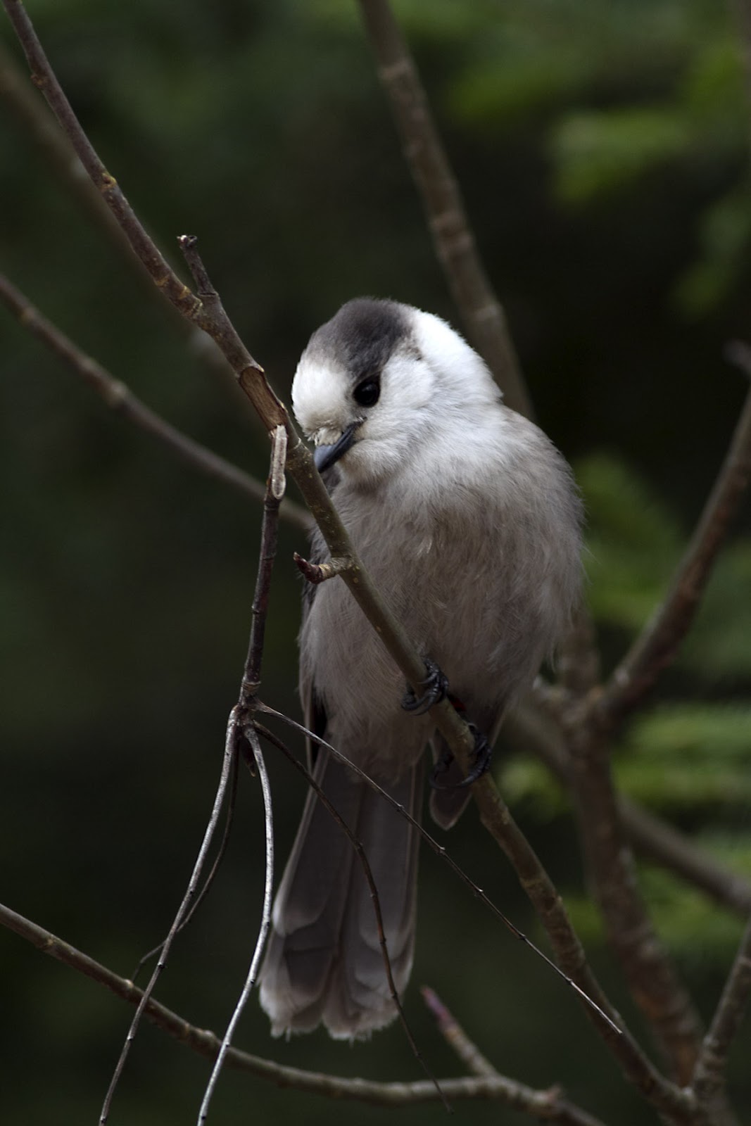 Ann Brokelman Photography: Gray Jays and Common Loon - Algonquin Park